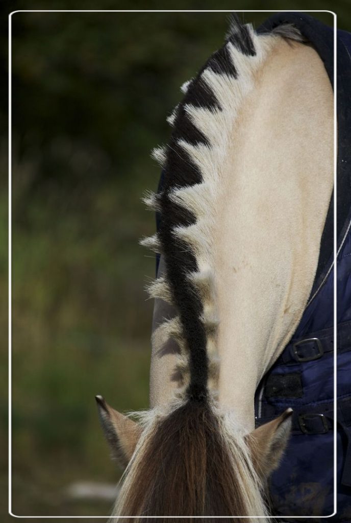 Fjorden paard • QUUS.nl