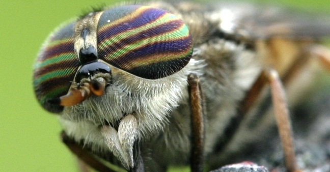 Dazen bij paard • QUUS.nl